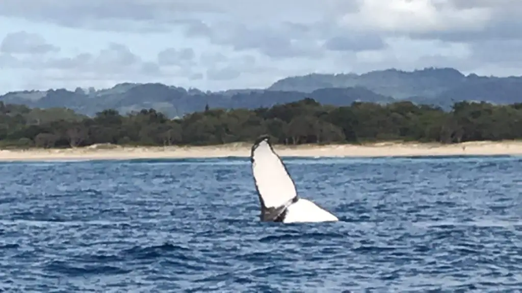 Amazing Wildlife in Byron Bay