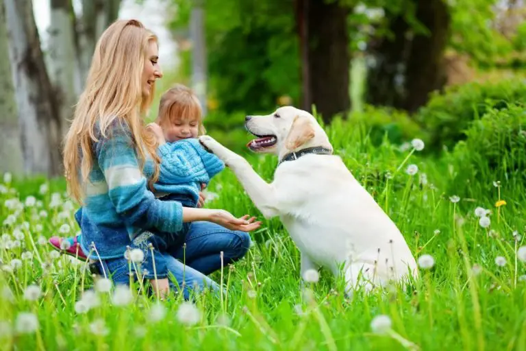 A Dog Mom’s Guide to Your Dog’s Healthy Life