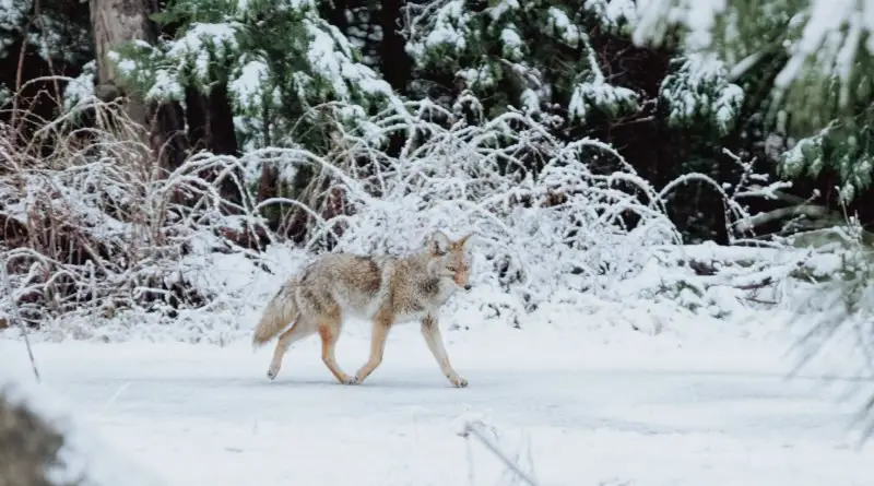 The Signs of how Seasons can Affect Animals | Our Beautiful Planet