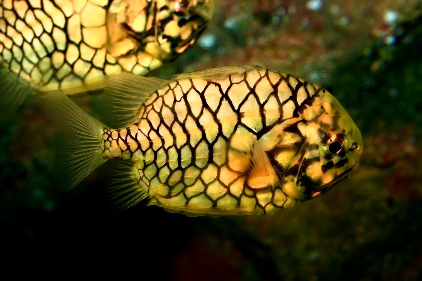10 Most Amazing Sea Creatures in the World