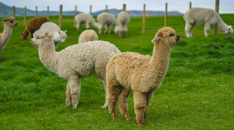 Can You Have An Alpaca As A Pet? | Our Beautiful Planet
